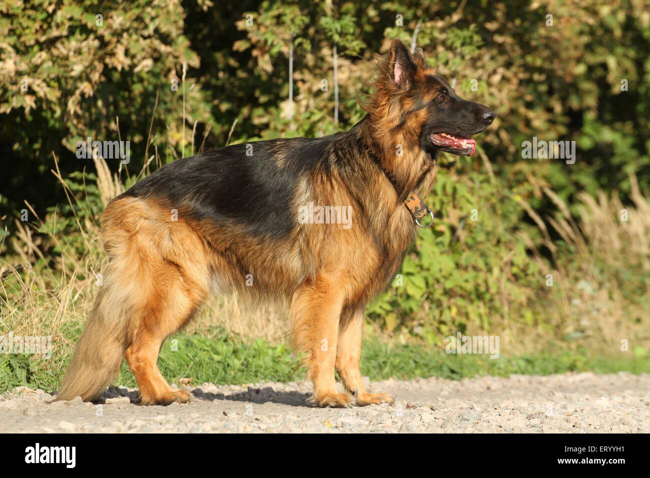 standing Old German Shepherd Stock Photo - Alamy
