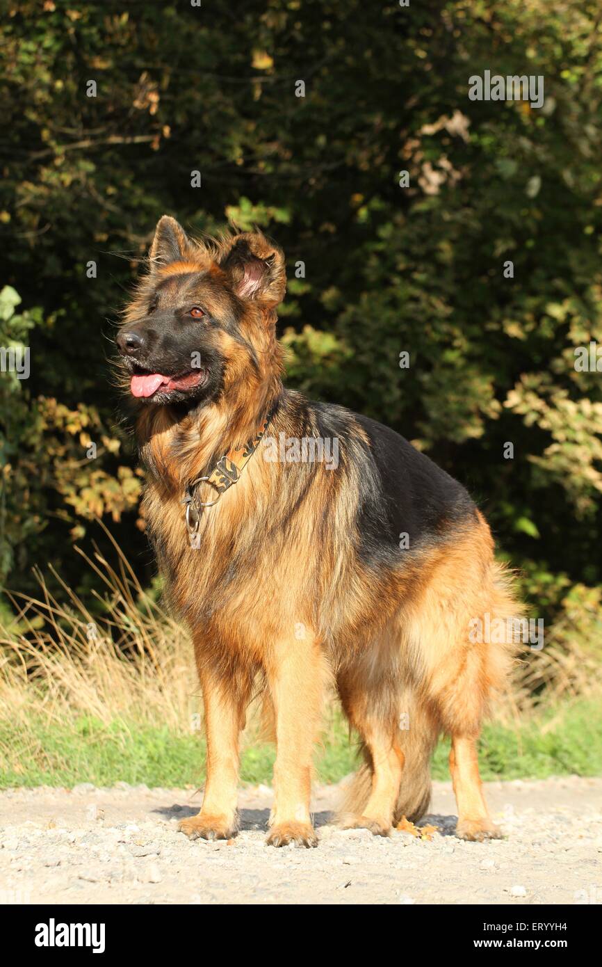 standing Old German Shepherd Stock Photo - Alamy