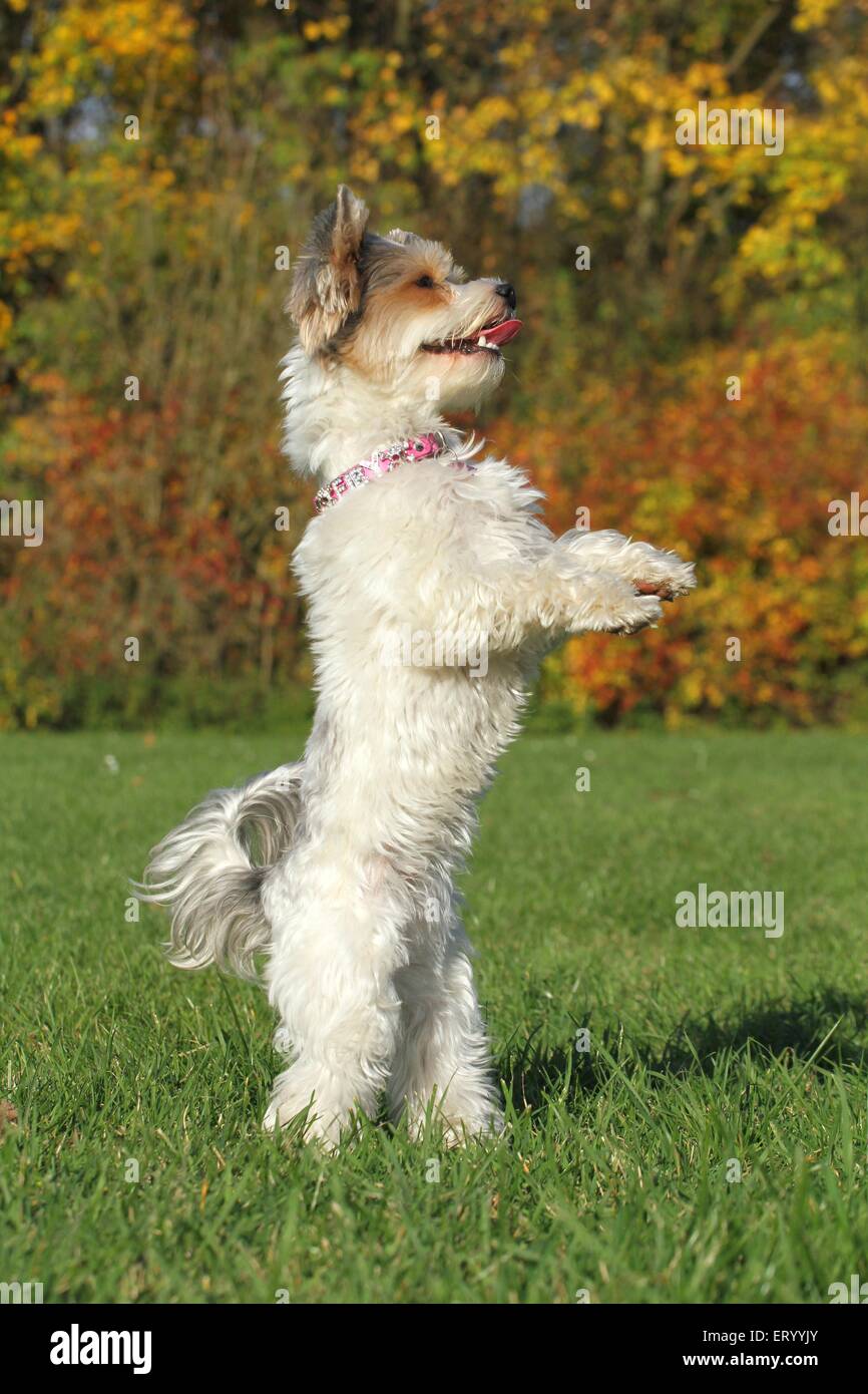 begging Biewer Terrier Stock Photo - Alamy