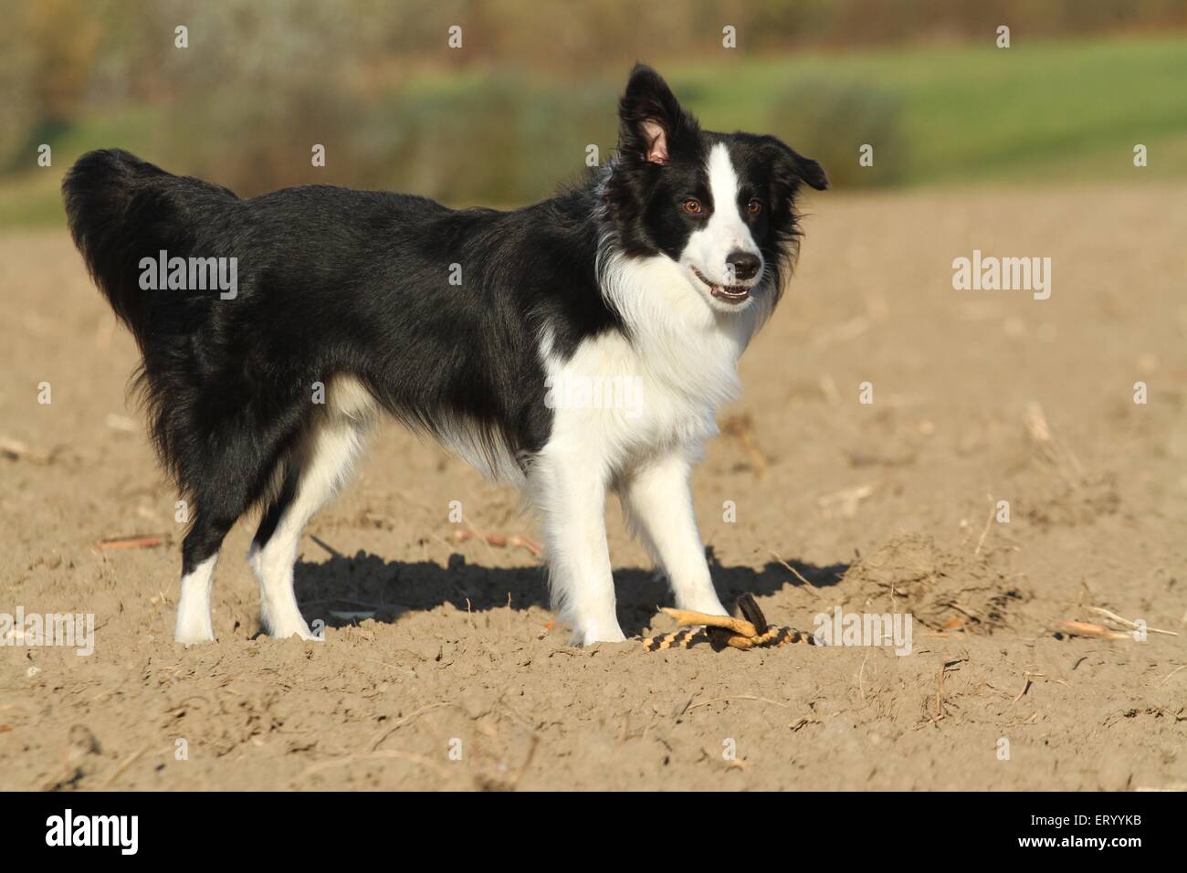 standing Border Collie Stock Photo - Alamy