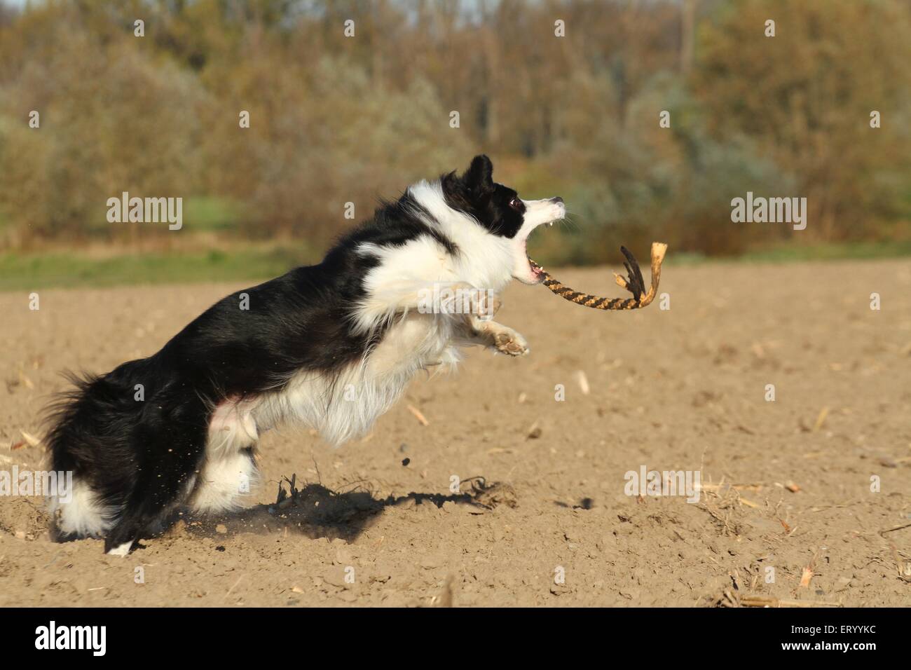 playing Border Collie Stock Photo - Alamy