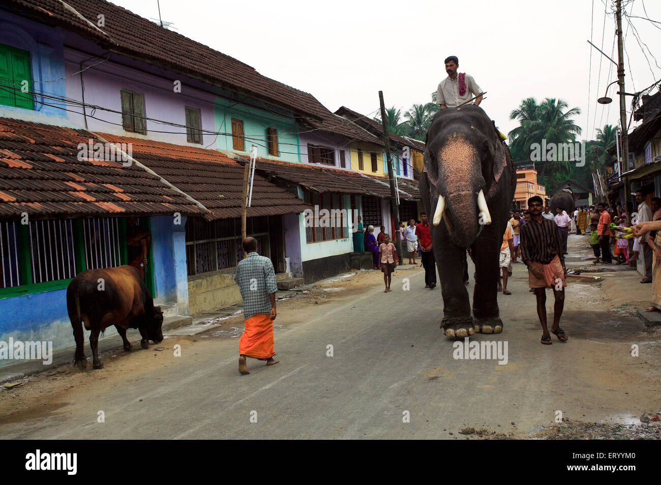 Elephant for Ratholsavam Chariot Festival ; Palghat , Palakad ...