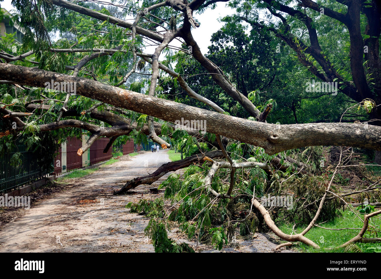 Tree uprooted by cyclone , Acharya Jagadish Chandra Bose Indian Botanic ...
