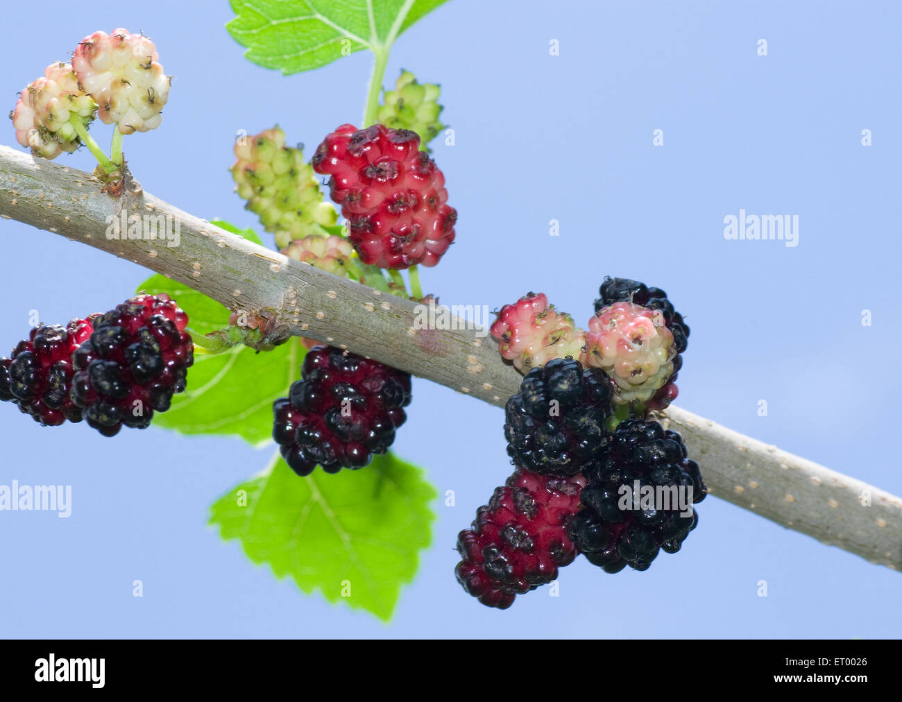 Branch of mulberry tree with fruits in different stage of ripening ...
