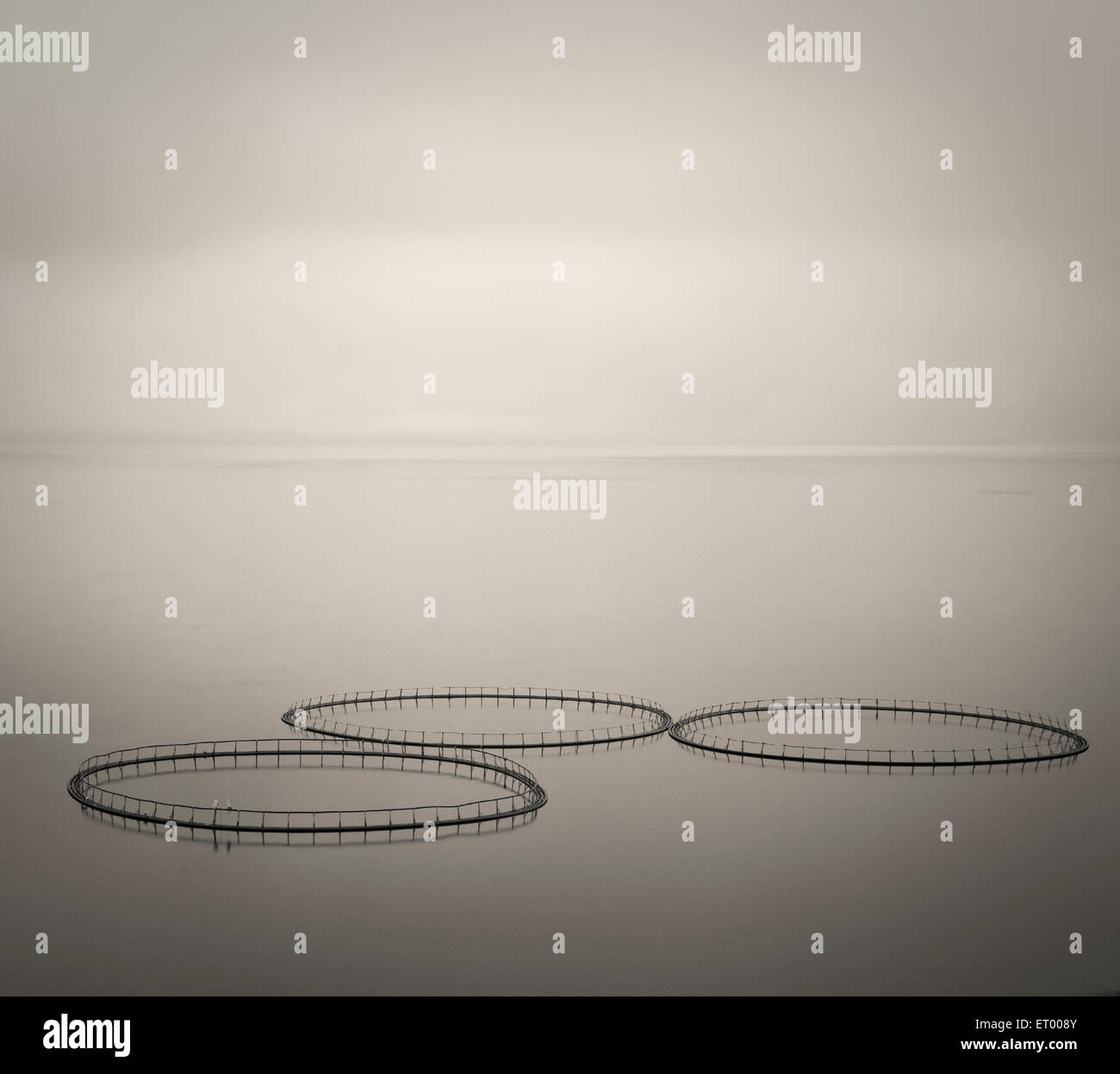 Salmon farm rings floating on calm water, Faroe Islands Stock Photo - Alamy