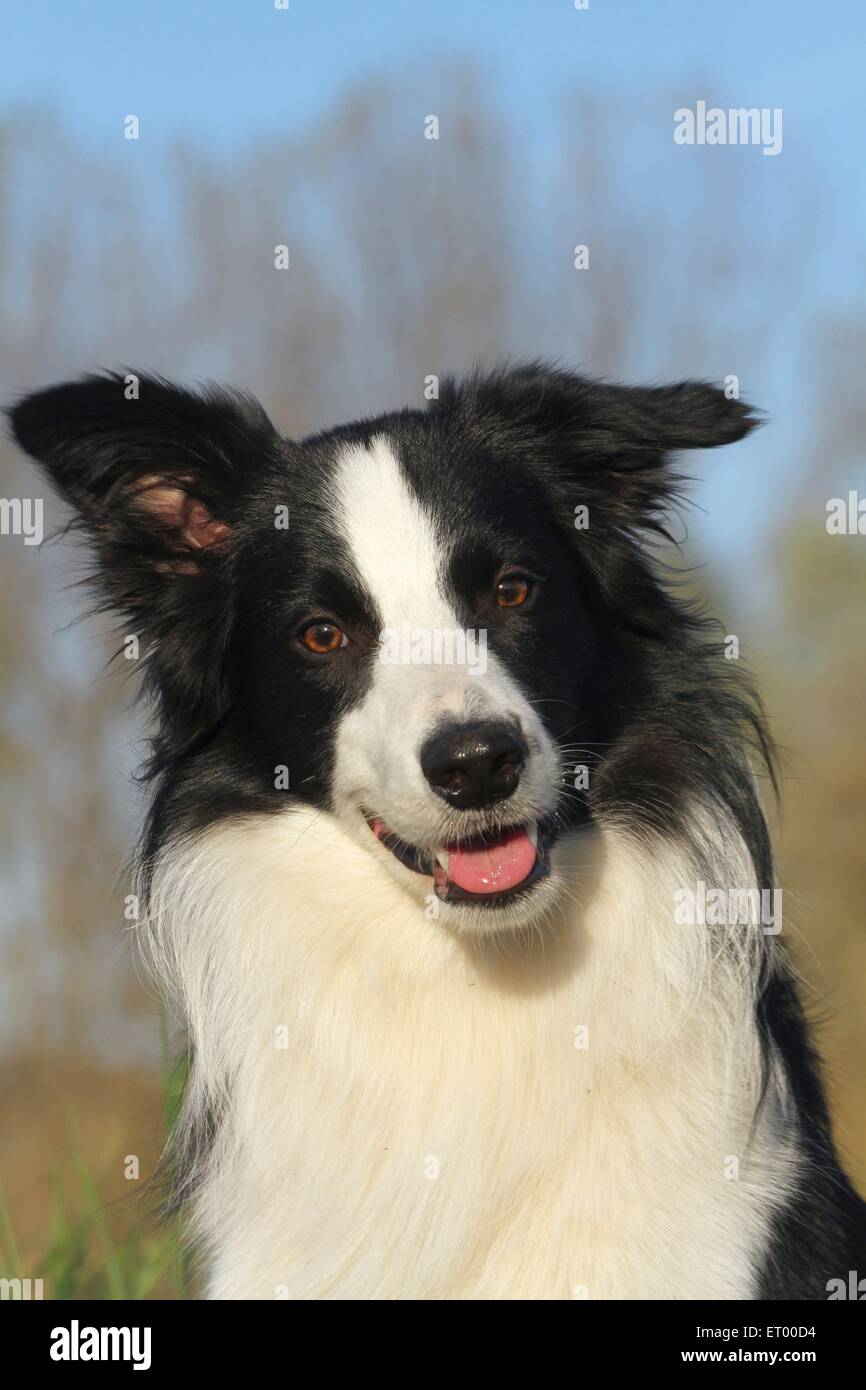Border Collie Portrait Stock Photo - Alamy