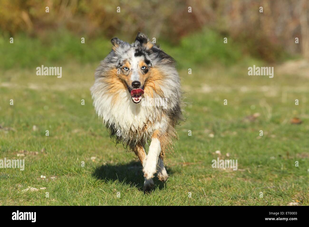 running Shetland Sheepdog Stock Photo - Alamy