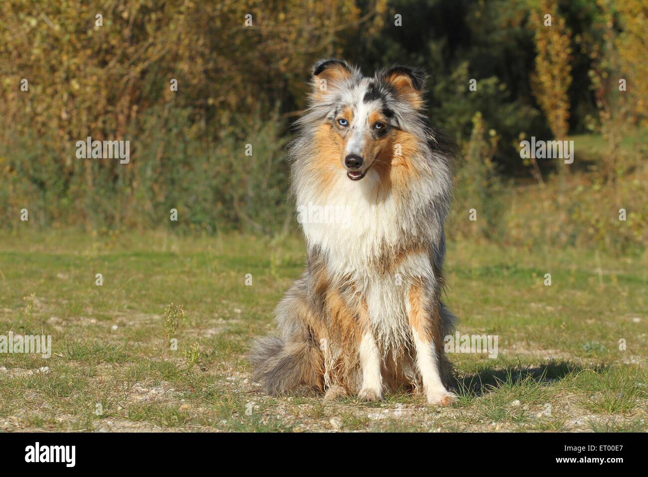 sitting Shetland Sheepdog Stock Photo - Alamy