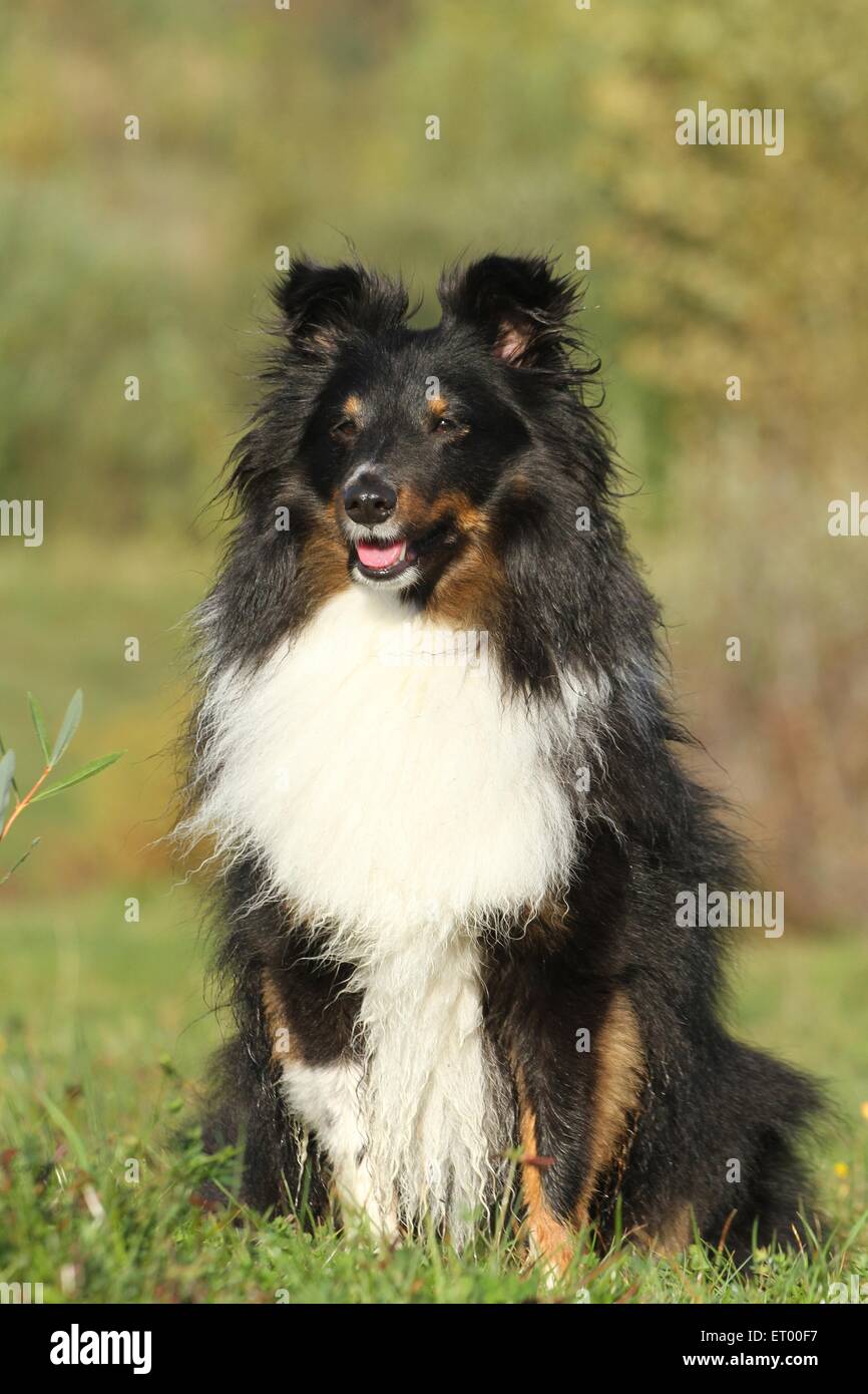 Tricolor shetland sheepdog hi-res stock photography and images - Alamy