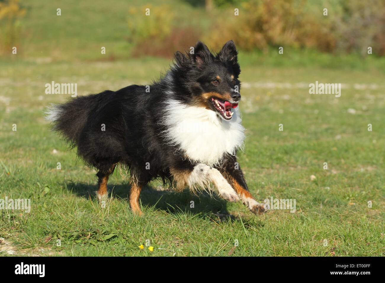 running Shetland Sheepdog Stock Photo - Alamy