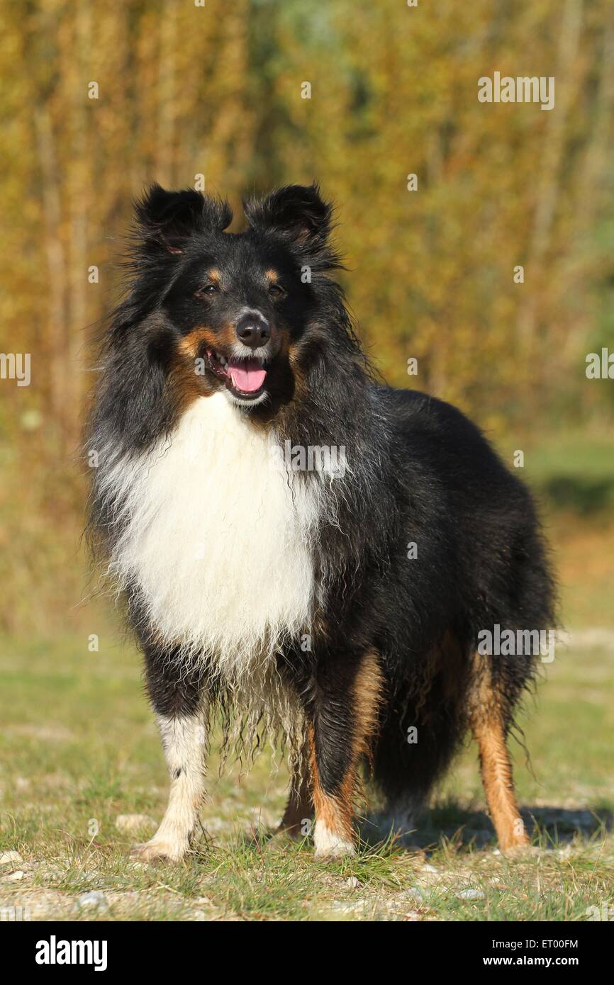 Wet sheepdog hi-res stock photography and images - Alamy