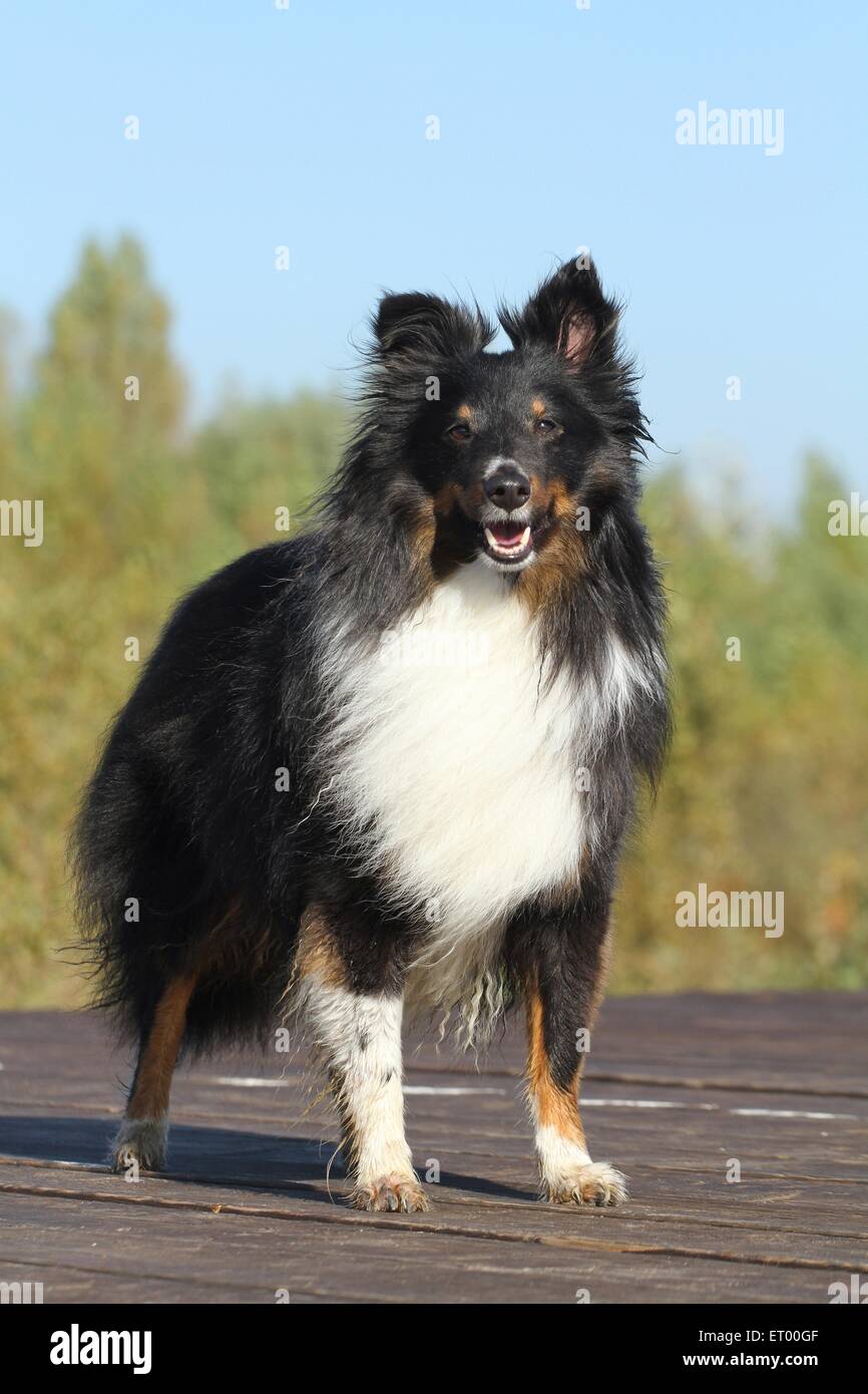 standing Shetland Sheepdog Stock Photo - Alamy