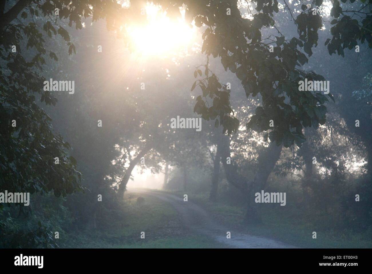 forest path sunlight , Kaziranga National Park , Kanchanjuri , assam ...