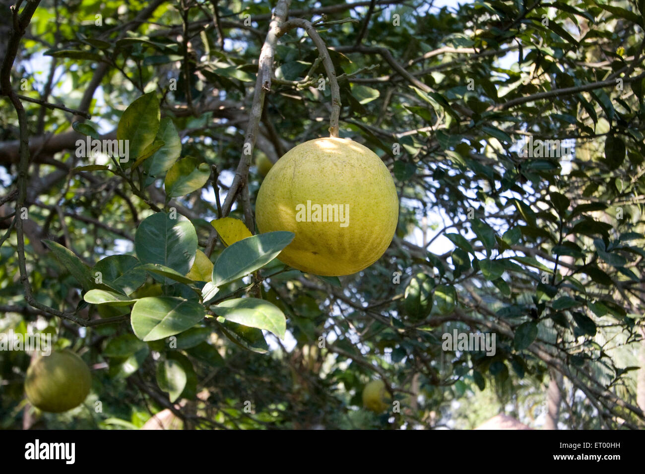 Batabi lebu hi-res stock photography and images - Alamy