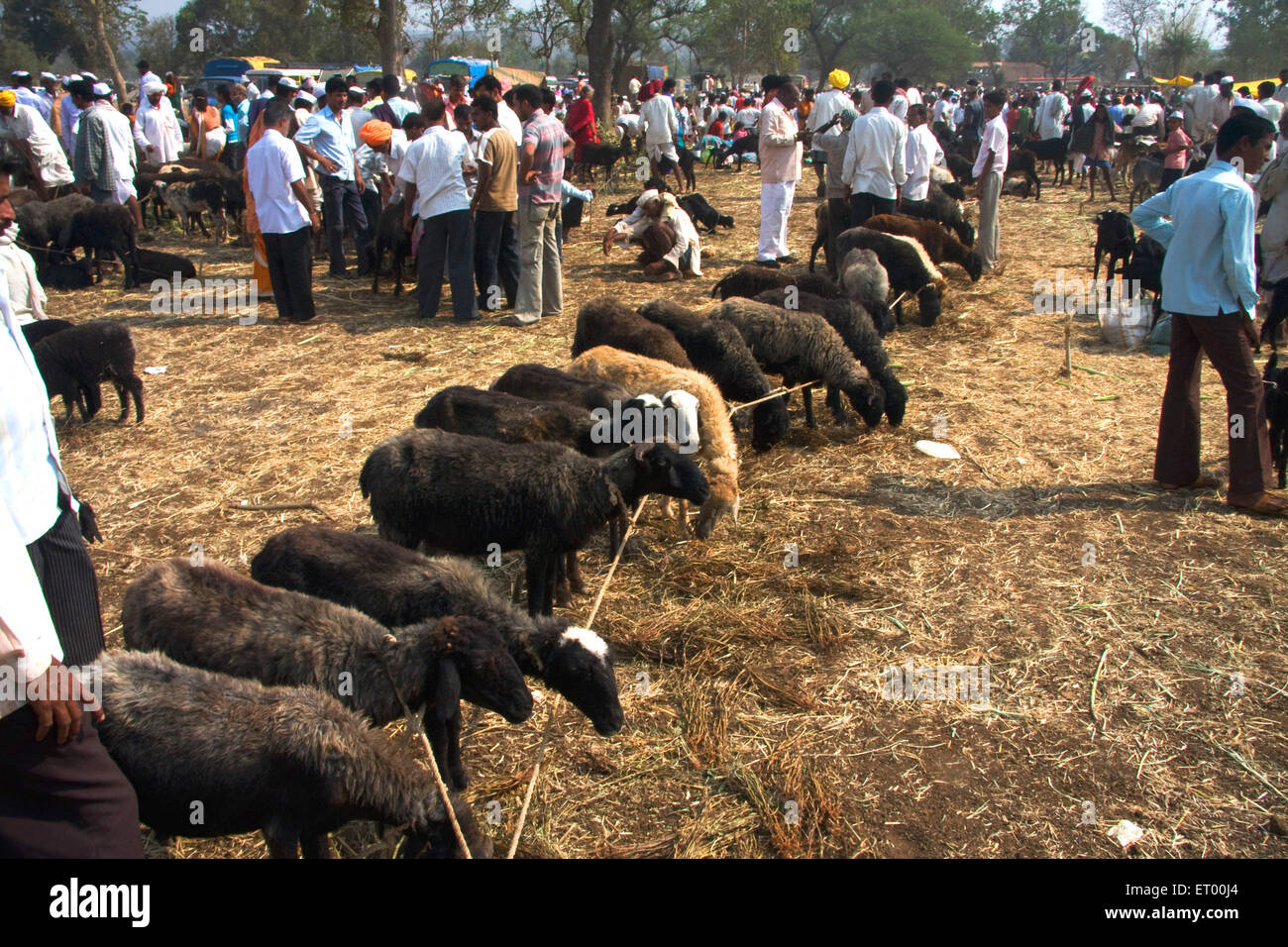 goats for sale at village fair at Dadi ; Belgaum ; Karnataka ; India ...