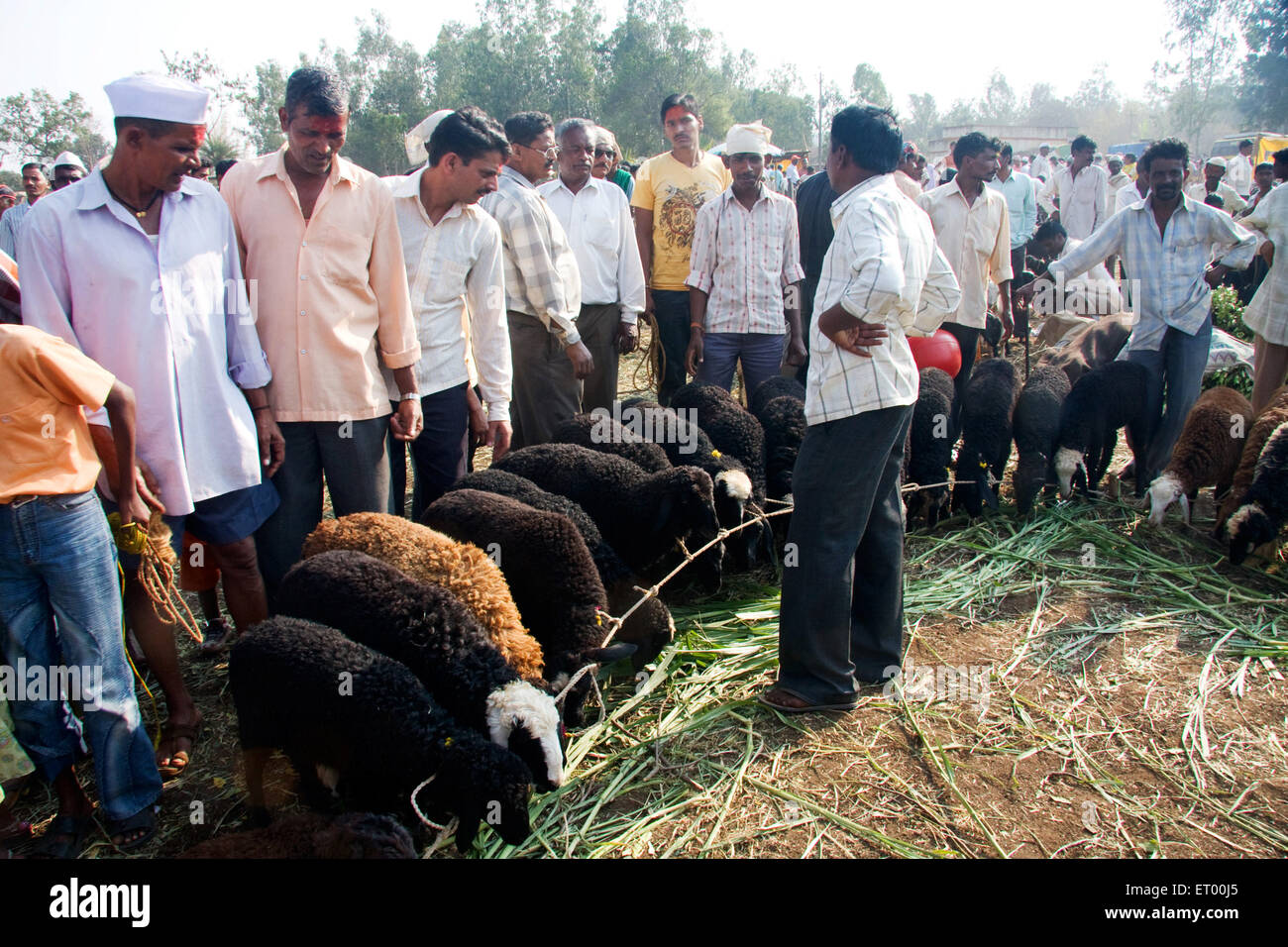 sheep for sale at village fair at Dadi ; Belgaum ; Karnataka ; India ...