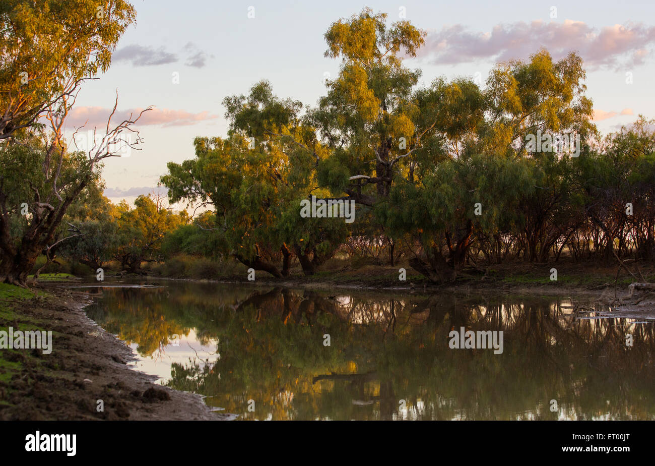 Late afternnon light on a tree-lined creek in the Australian outback ...