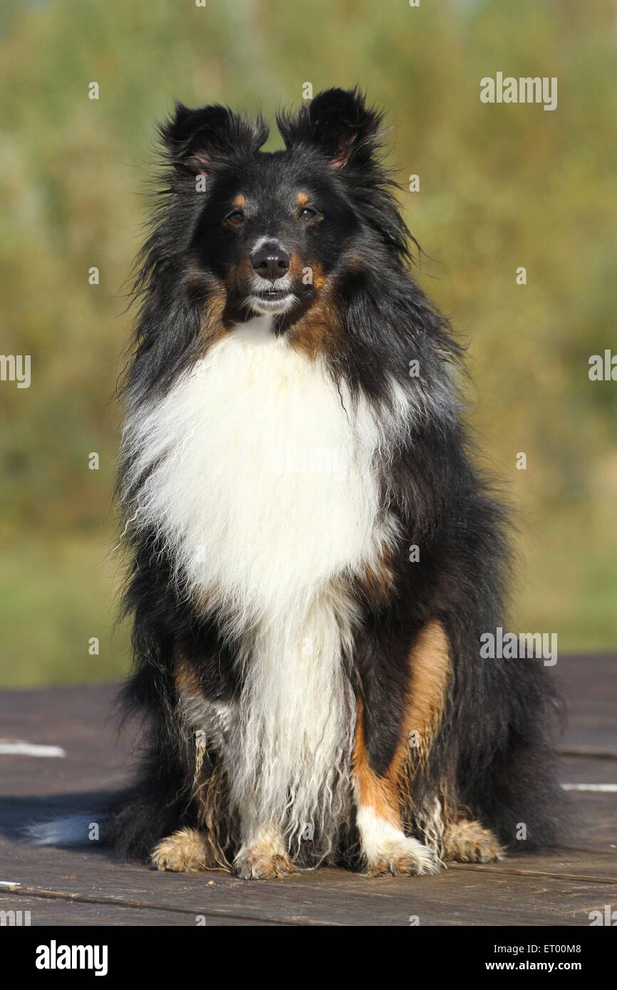sitting Shetland Sheepdog Stock Photo - Alamy