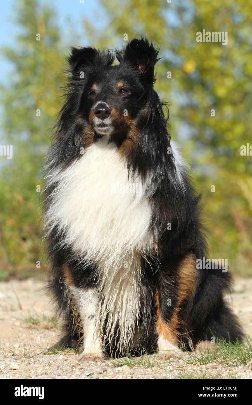 sitting Shetland Sheepdog Stock Photo - Alamy
