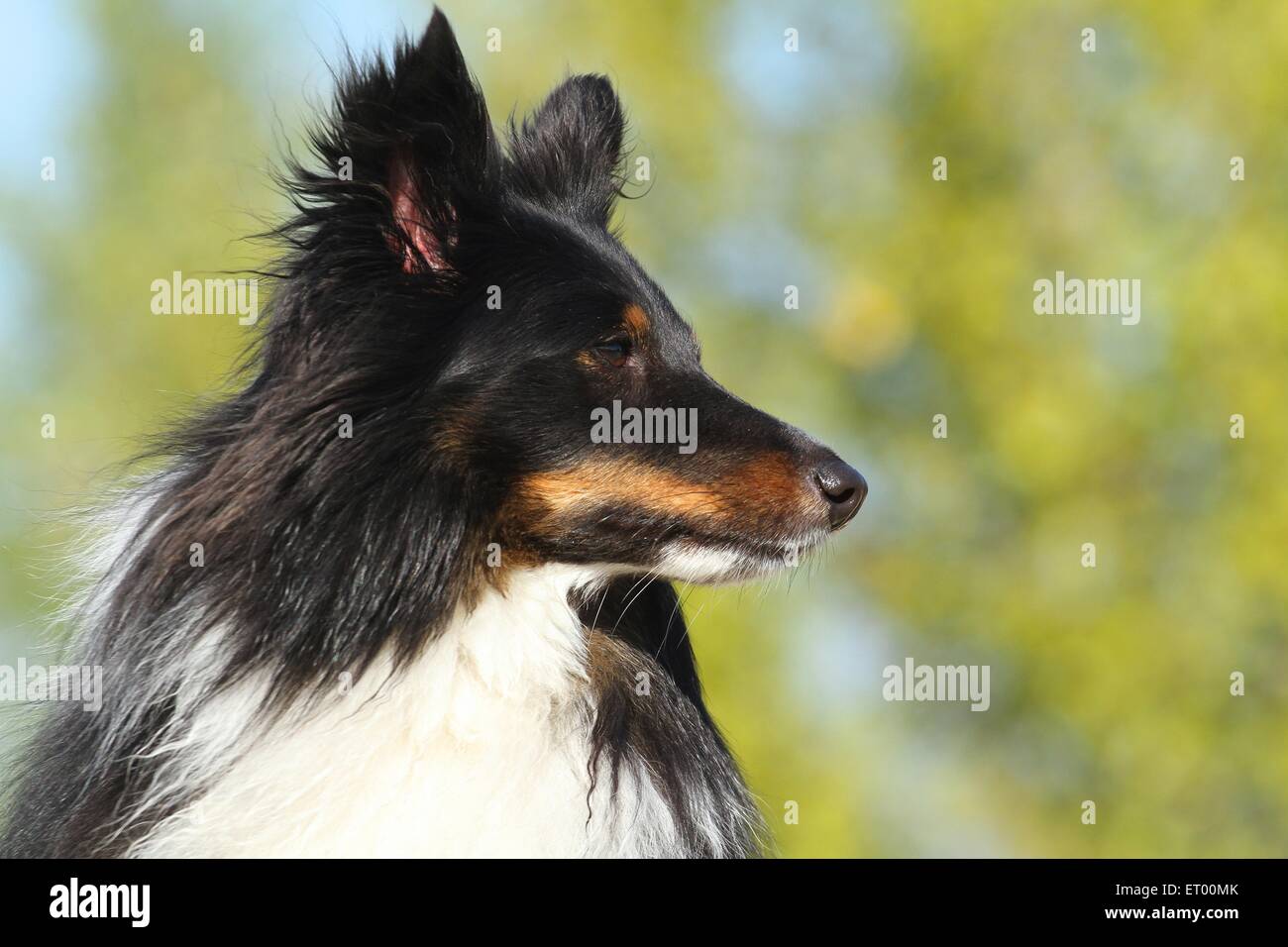 Shetland sheepdog head hi-res stock photography and images - Alamy
