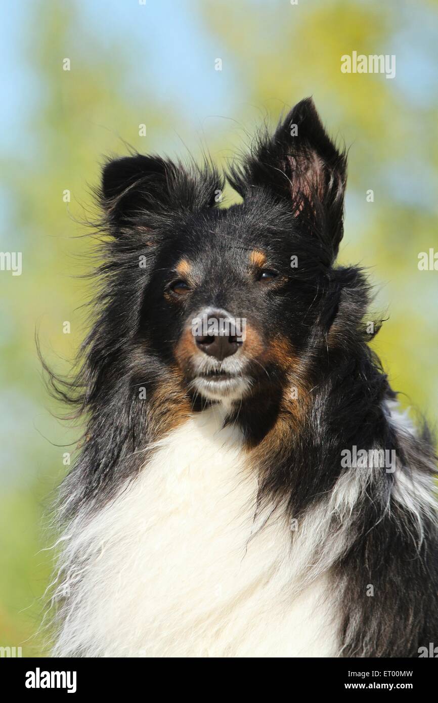 Small sheepdog hi-res stock photography and images - Alamy