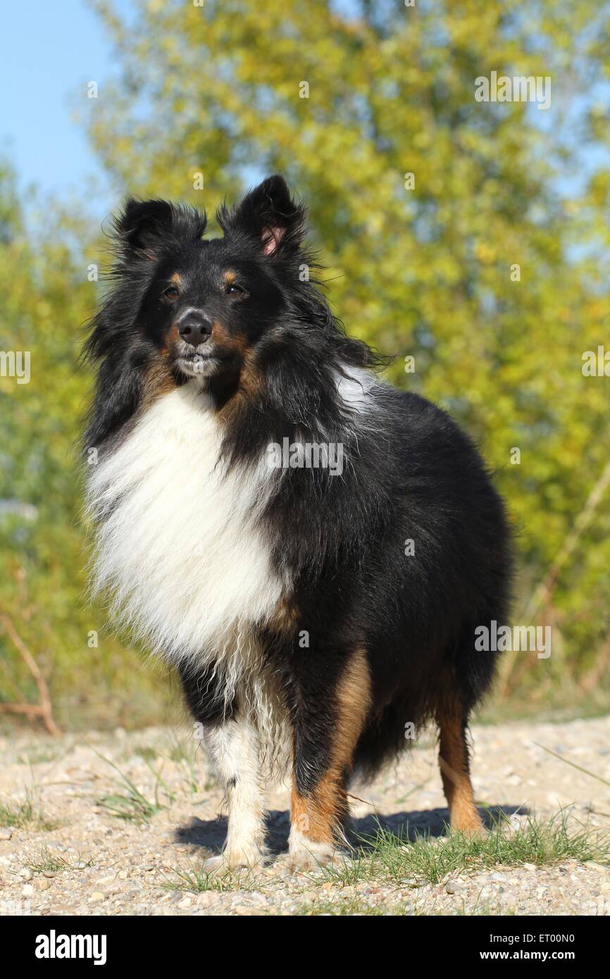 standing Shetland Sheepdog Stock Photo - Alamy