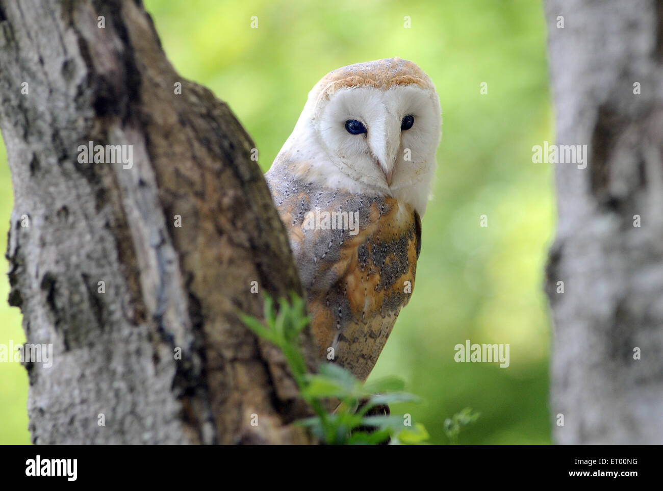 Aliba hi-res stock photography and images - Alamy