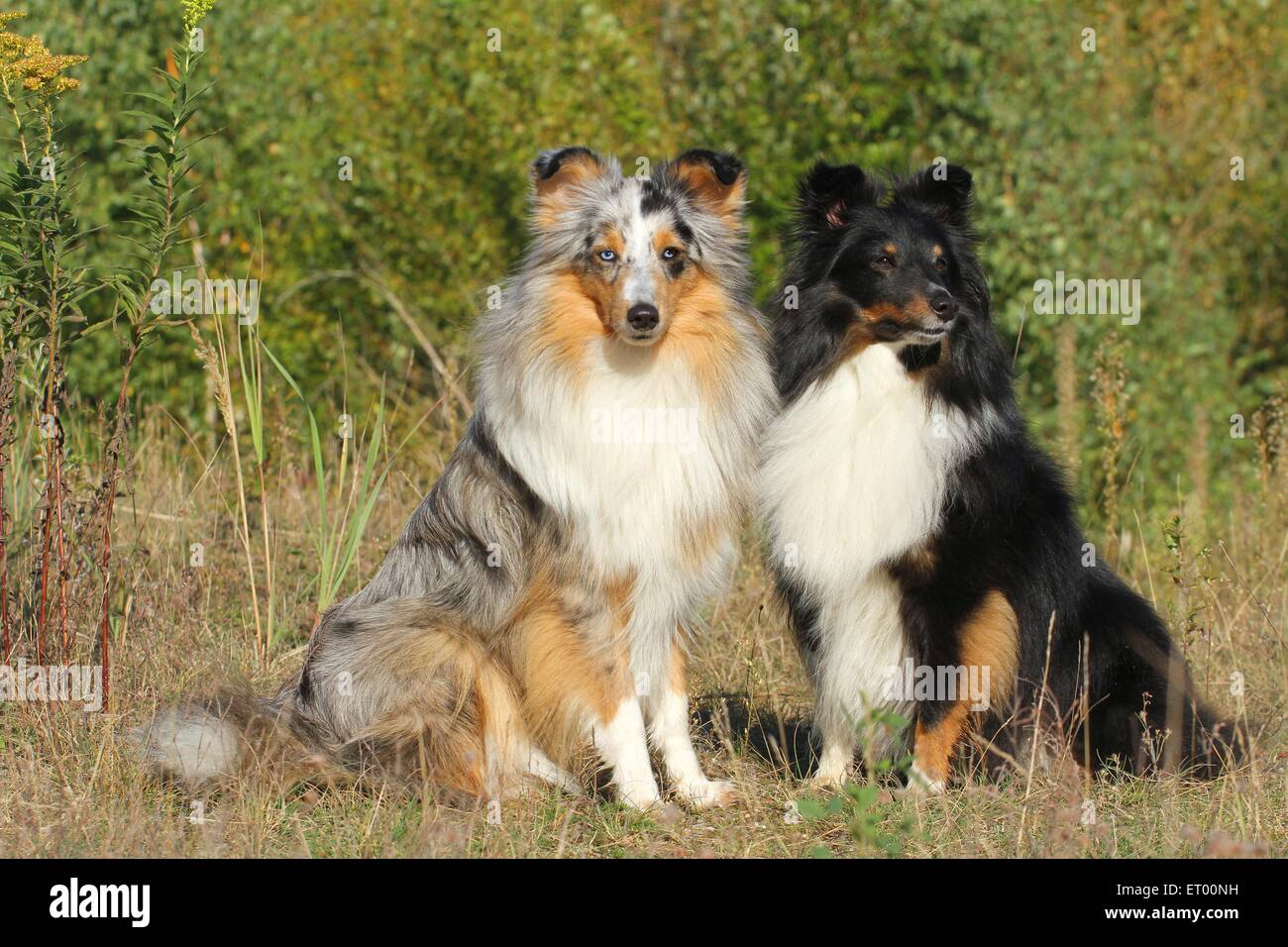 2 Shetland Sheepdog Stock Photo - Alamy