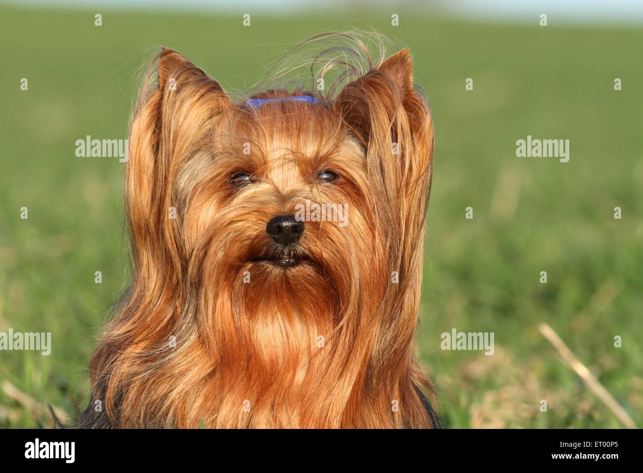 Yorkshire Terrier Portrait Stock Photo - Alamy