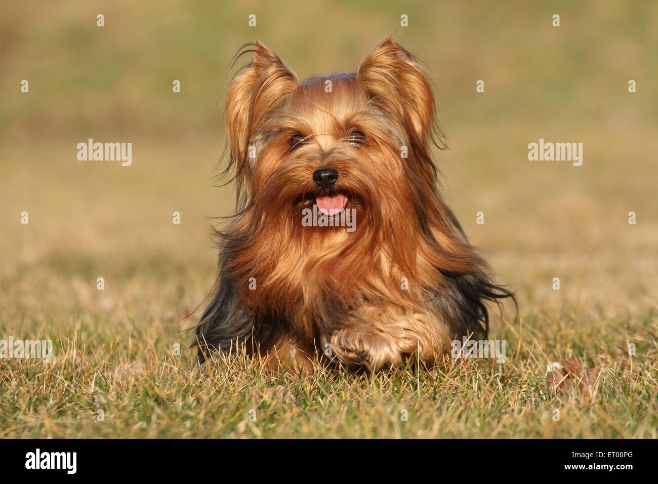 running Yorkshire Terrier Stock Photo - Alamy
