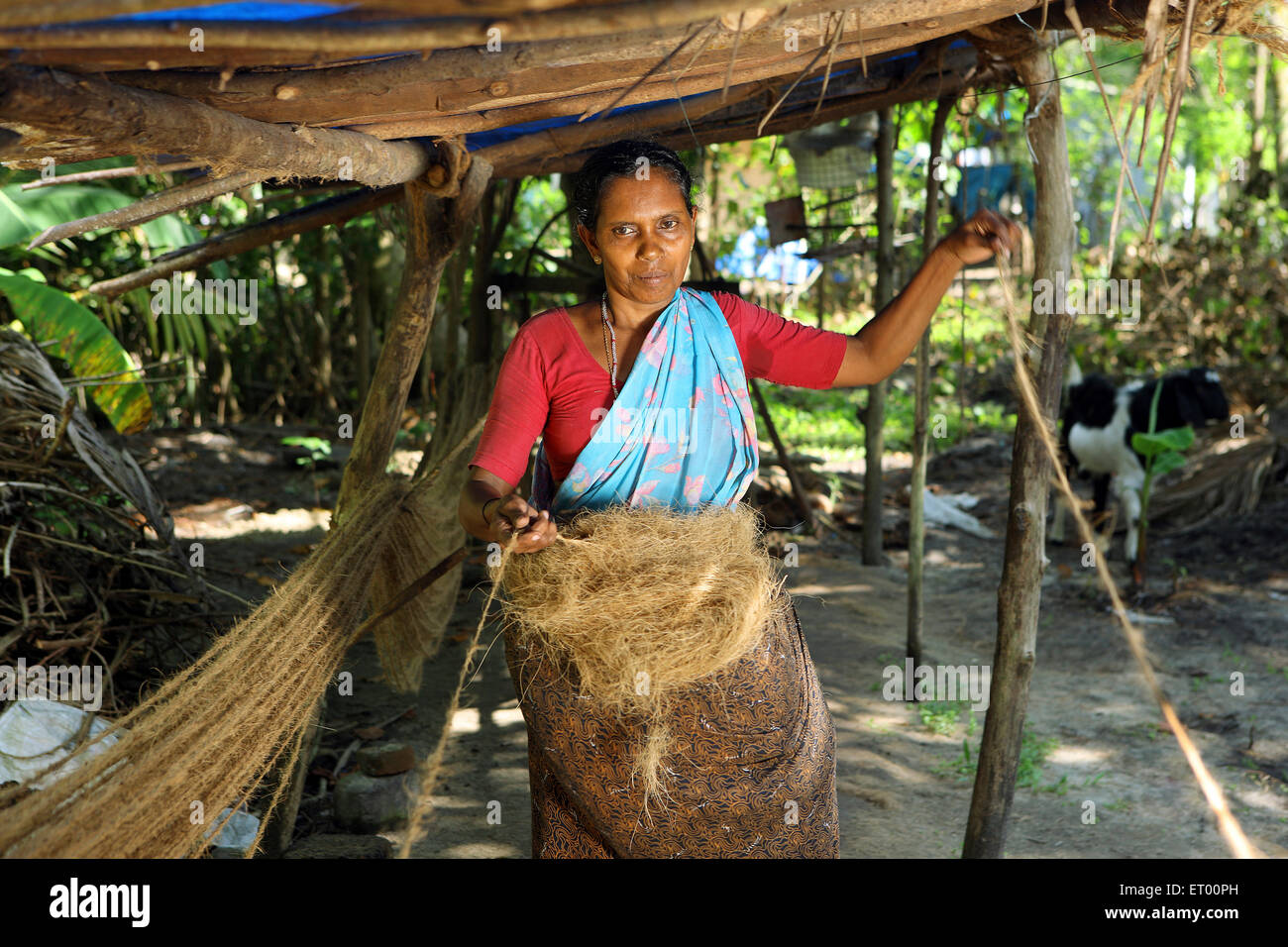 Keralite woman making coir rope in cottage ; traditional method ...