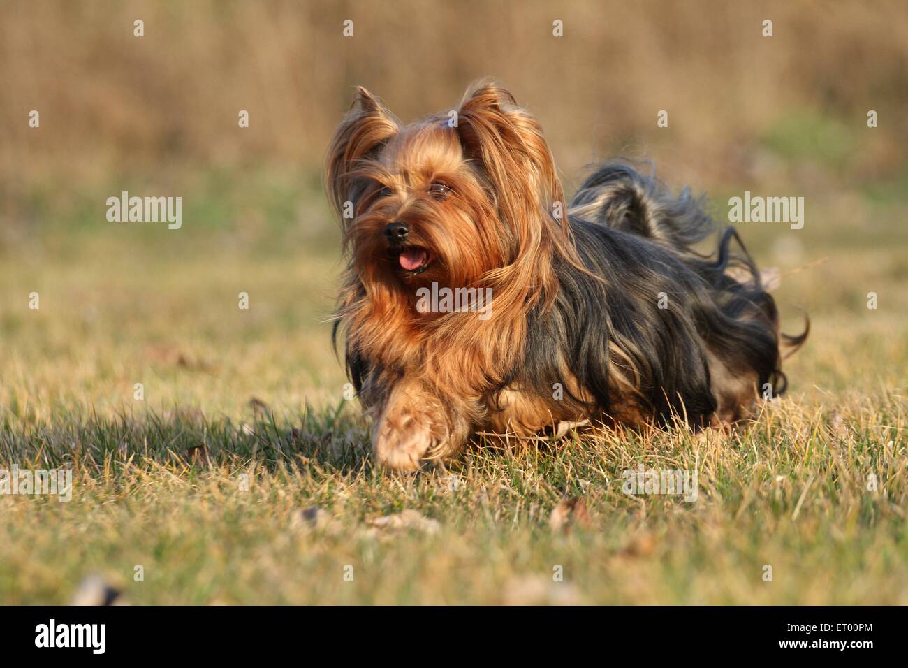 Running yorkie hi-res stock photography and images - Alamy