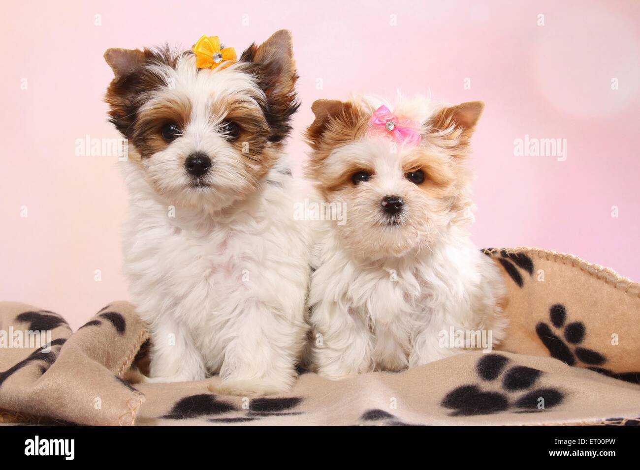 Yorkie puppies hi-res stock photography and images - Alamy