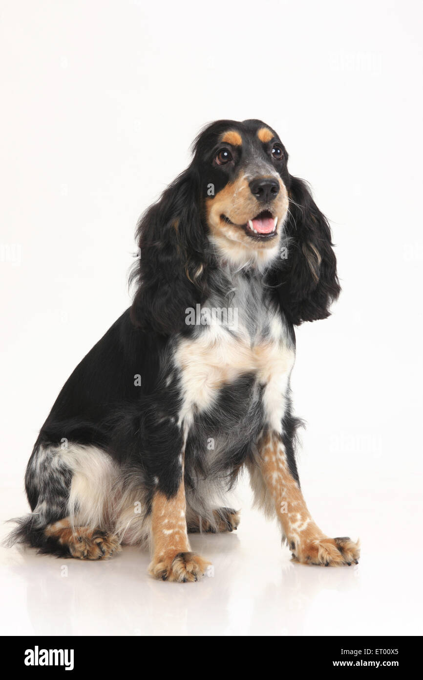 Black cocker spaniel female ; bard hunter ; Vigilant ; Suspicious ...