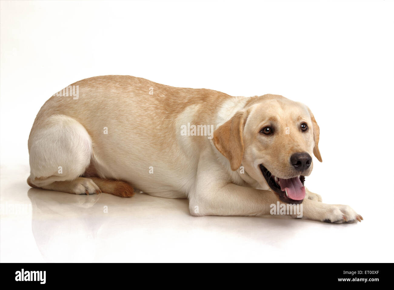Male golden retriever hi-res stock photography and images - Alamy