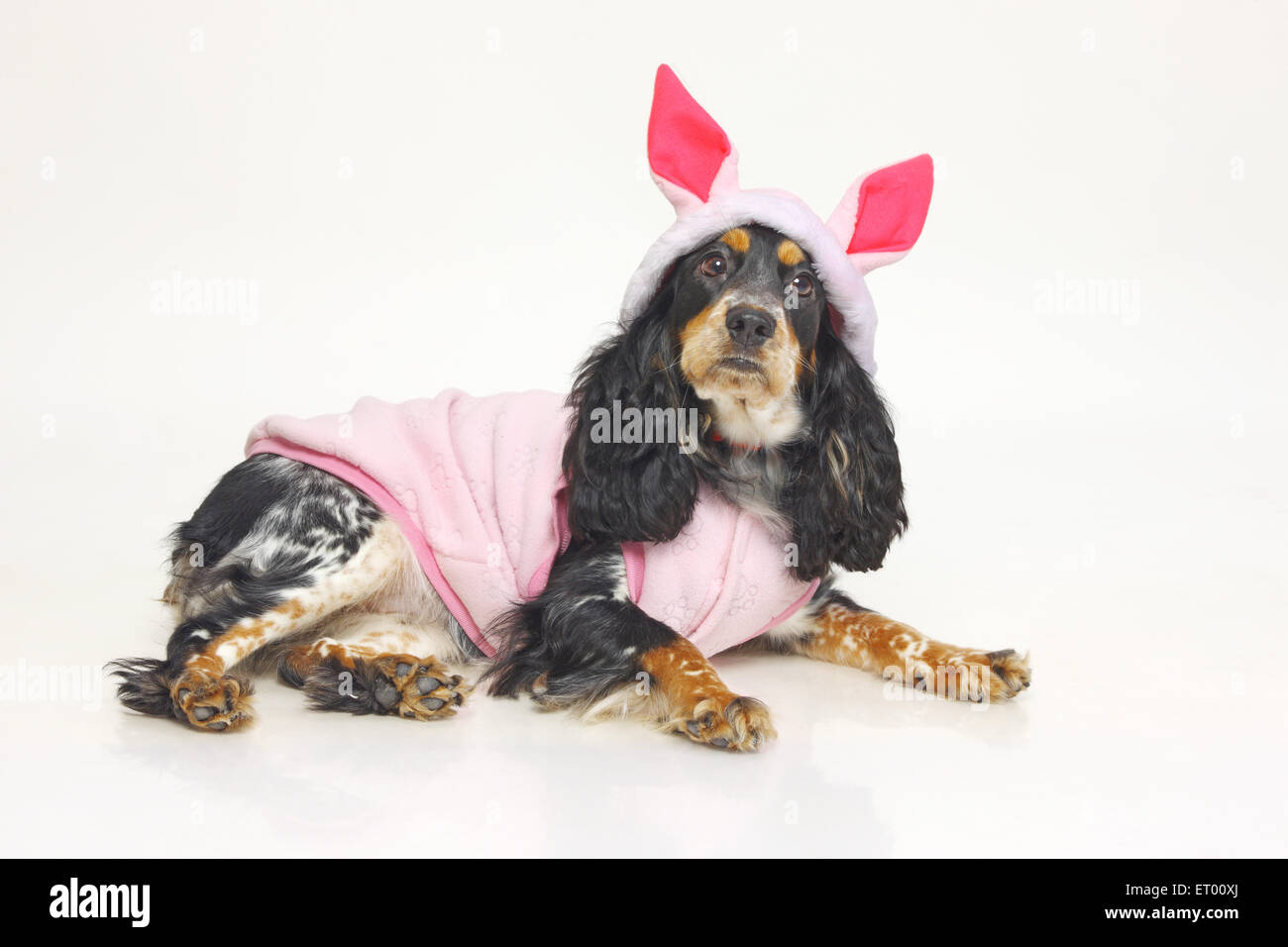 Indian Cocker Spaniel Dog