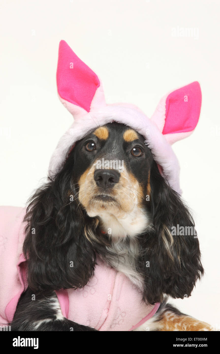 Indian Cocker Spaniel Dog