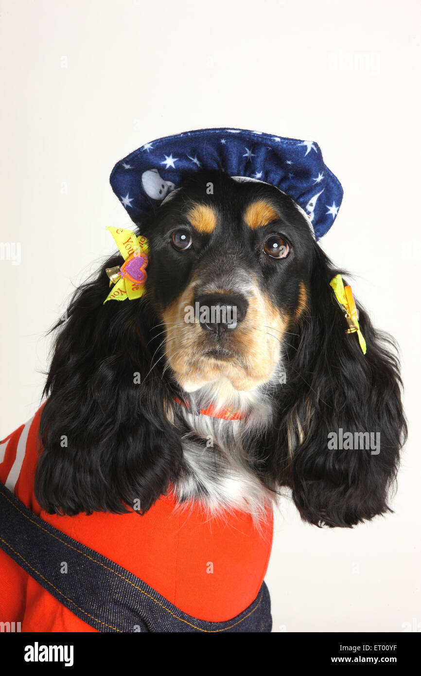 Black cocker spaniel female ; bard hunter ; surprise ; India Stock ...