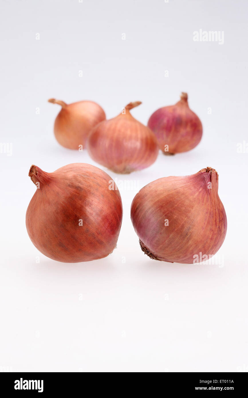 Allium cepa hi-res stock photography and images - Alamy