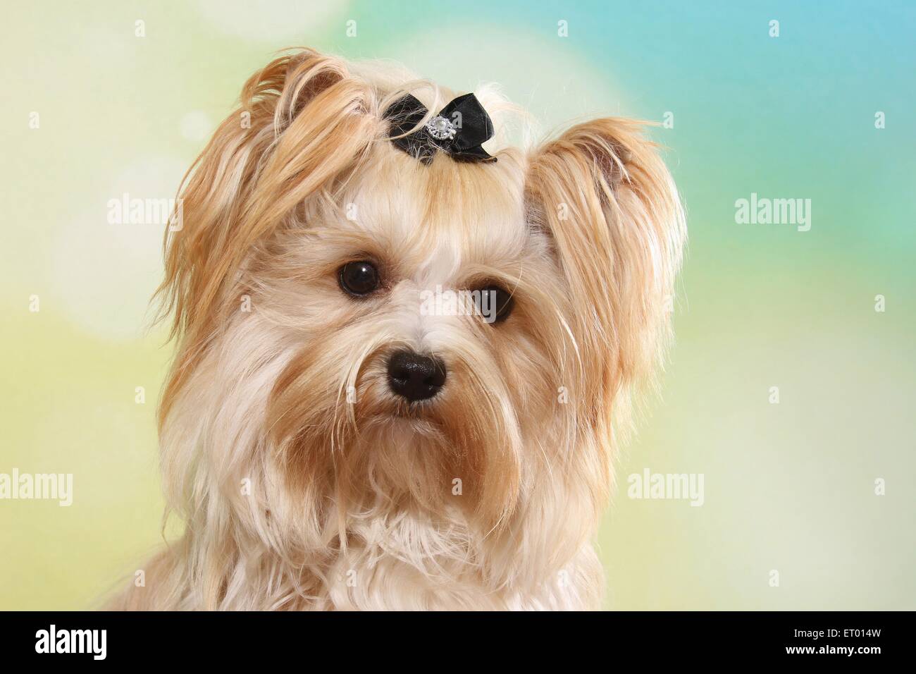 Yorkshire Terrier Portrait Stock Photo - Alamy