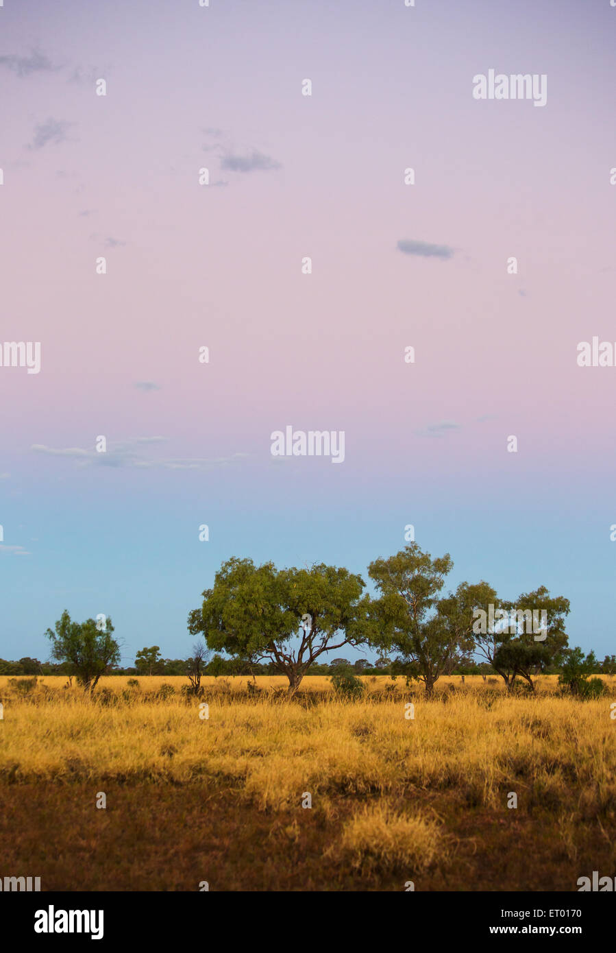 Eucayptus Trees and grassland at sunset in the Australian outback, near ...