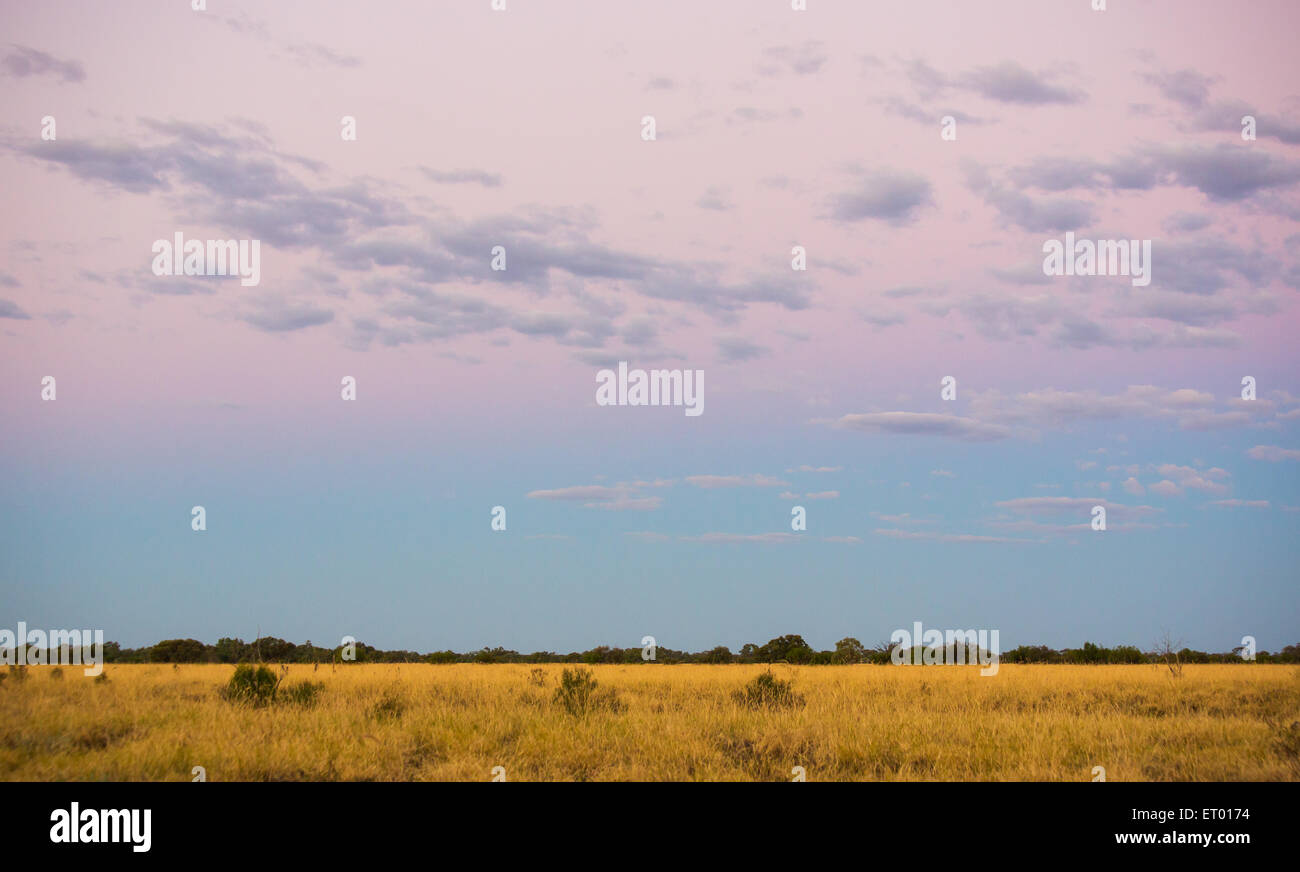 Open grassy plains at dusk in the Australian Outback, near Longreach ...