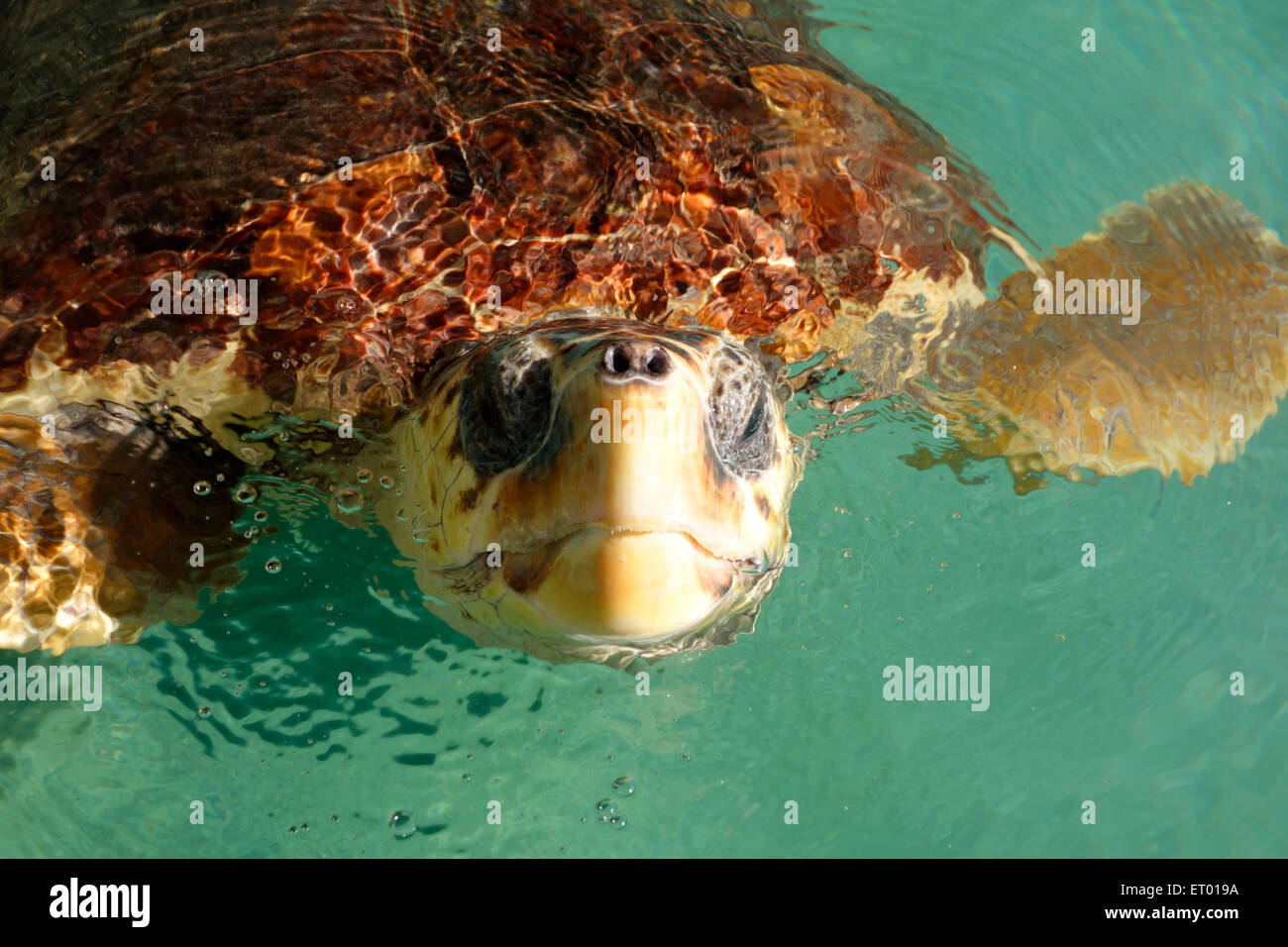 Marine turtle protection centre hi-res stock photography and images - Alamy