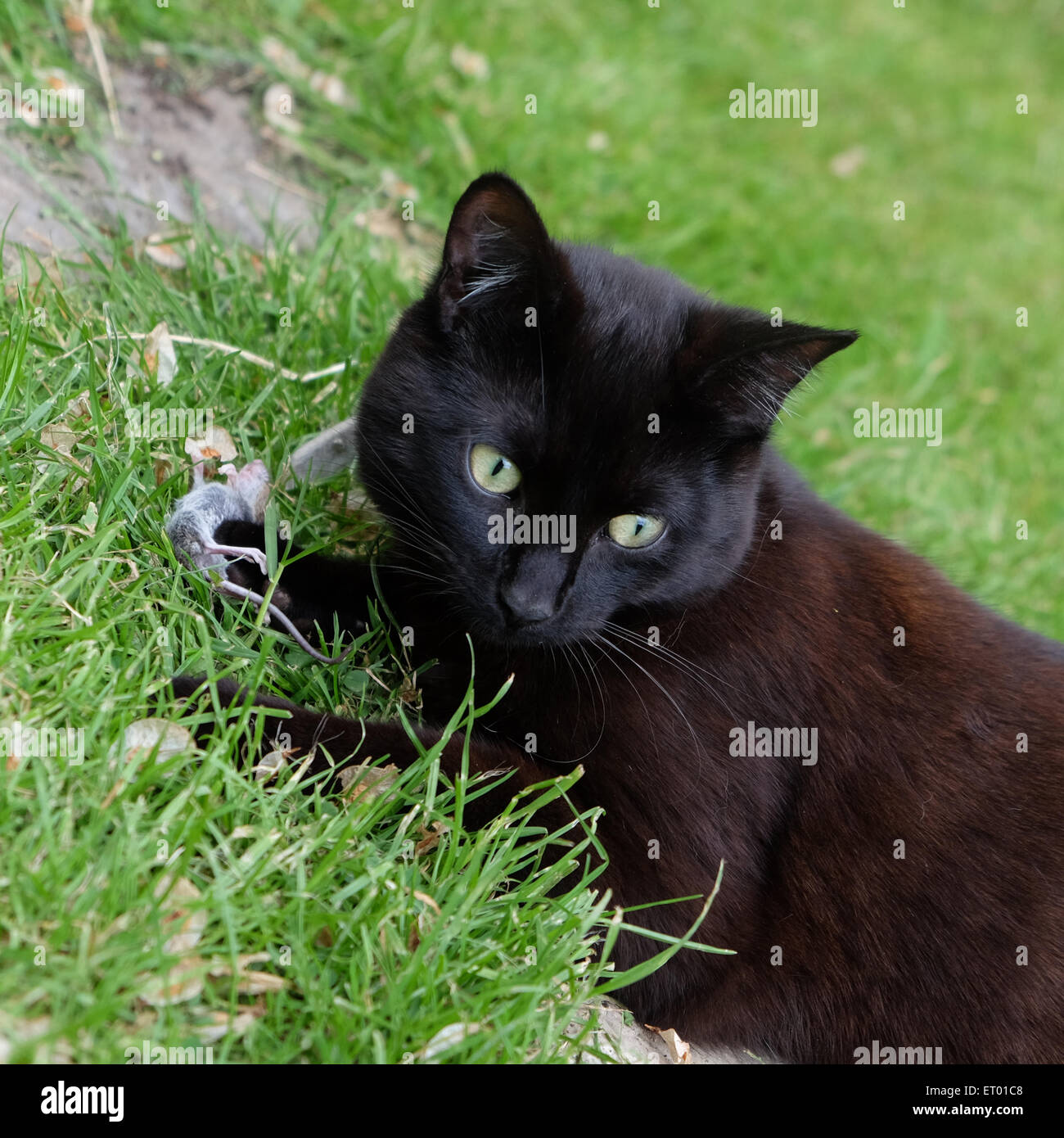 Old black cat hi-res stock photography and images - Alamy
