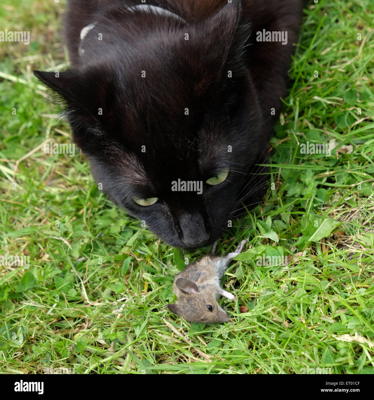 Catching the mouse hi-res stock photography and images - Alamy