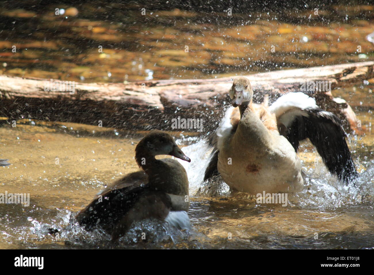 Duck bathing aggression Stock Photo - Alamy