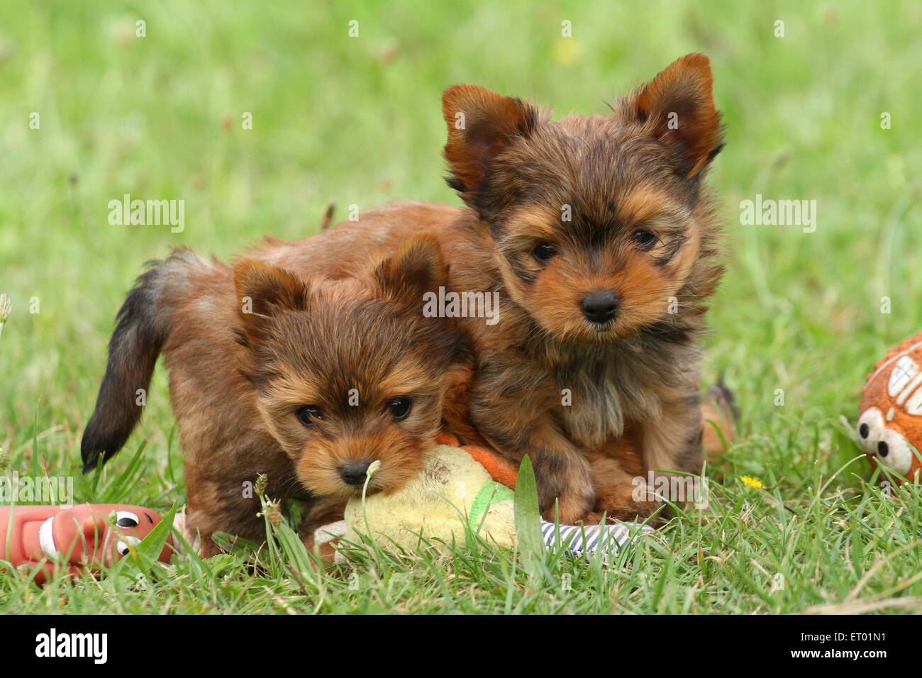 2 Yorkshire Terrier Puppies Stock Photo - Alamy
