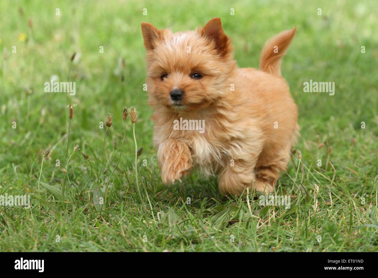 running Yorkshire Terrier Puppy Stock Photo - Alamy