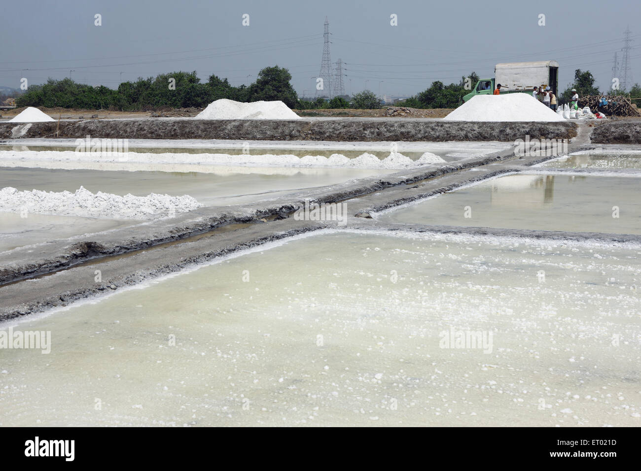 Sea salt, salt pan, Wadala salt farm, Bombay, Mumbai, Maharashtra ...