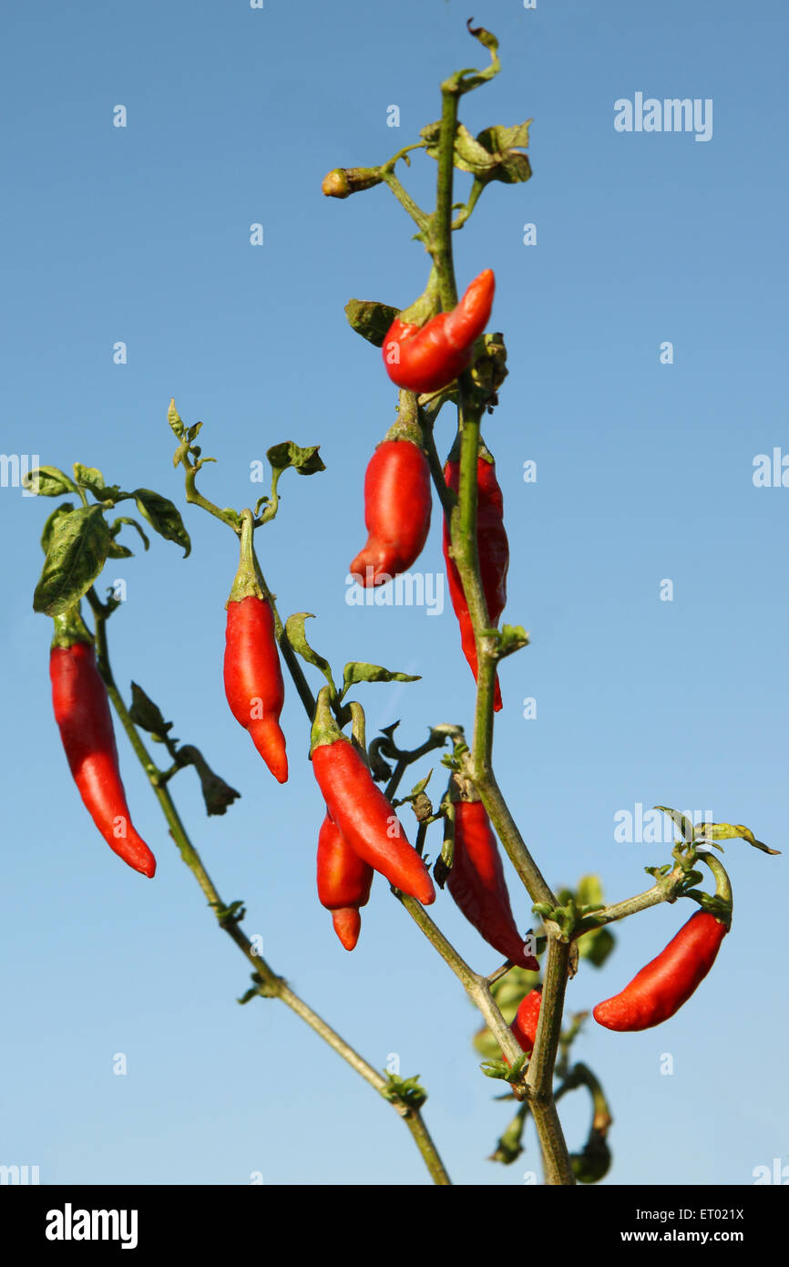 Red Chilli plant, Madhya Pradesh, India, Asia Stock Photo - Alamy